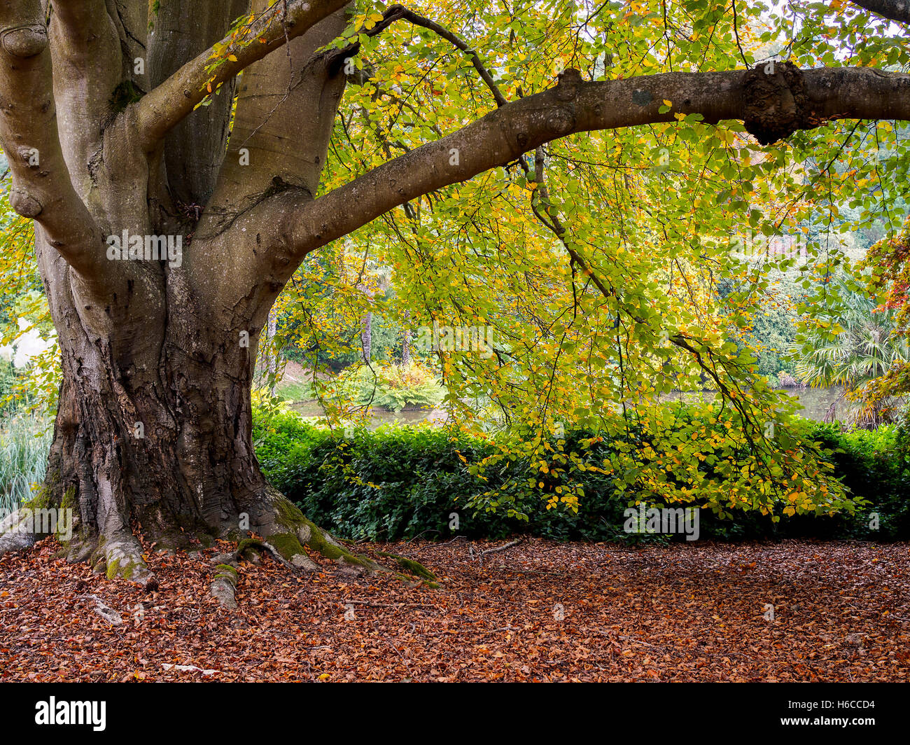 Tree Leaves Changing Colour in Autumn Stock Photo - Alamy