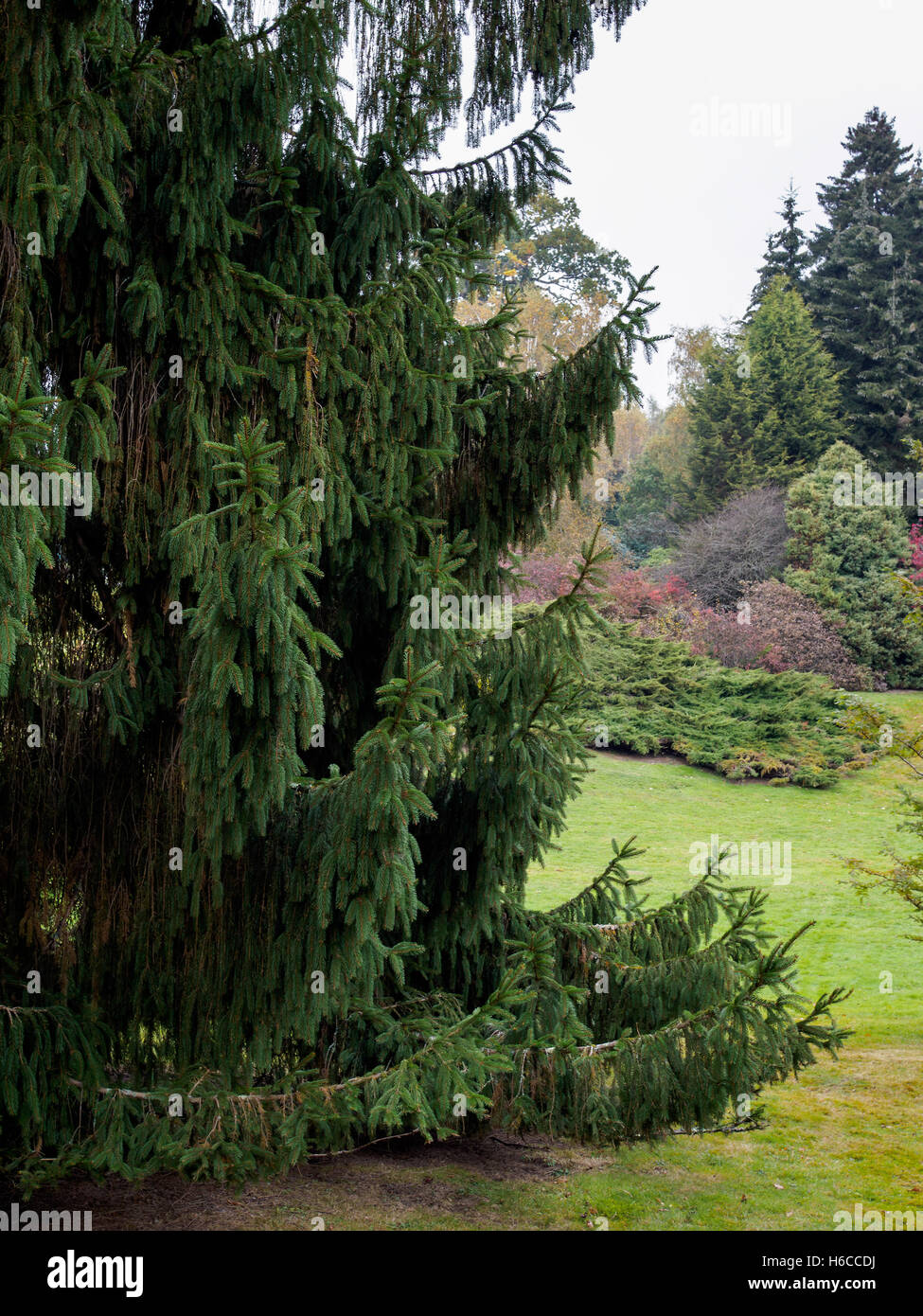 Weeping Fir Tree in Autumn Stock Photo - Alamy