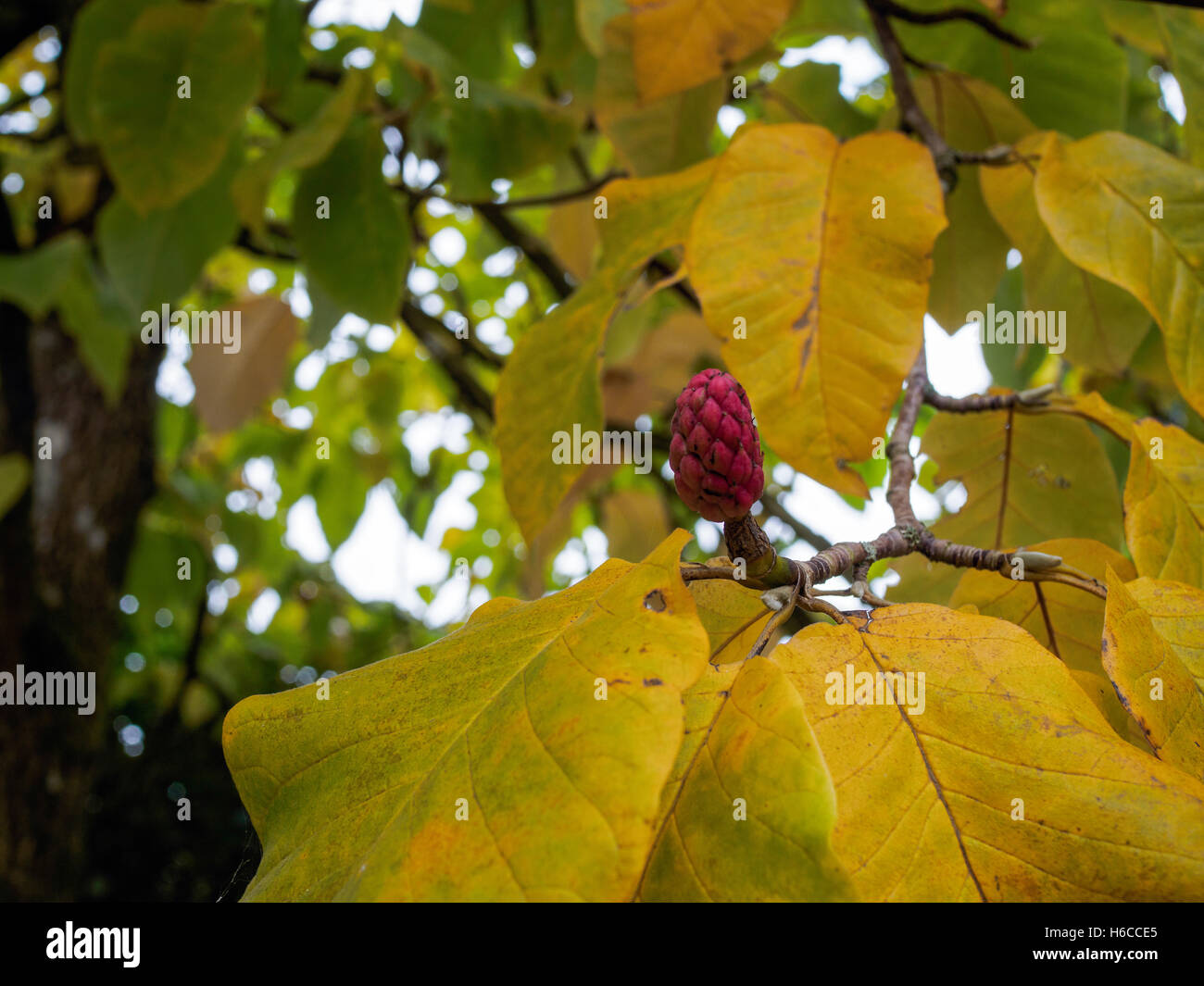 Magnolia tree autumn hi-res stock photography and images - Alamy