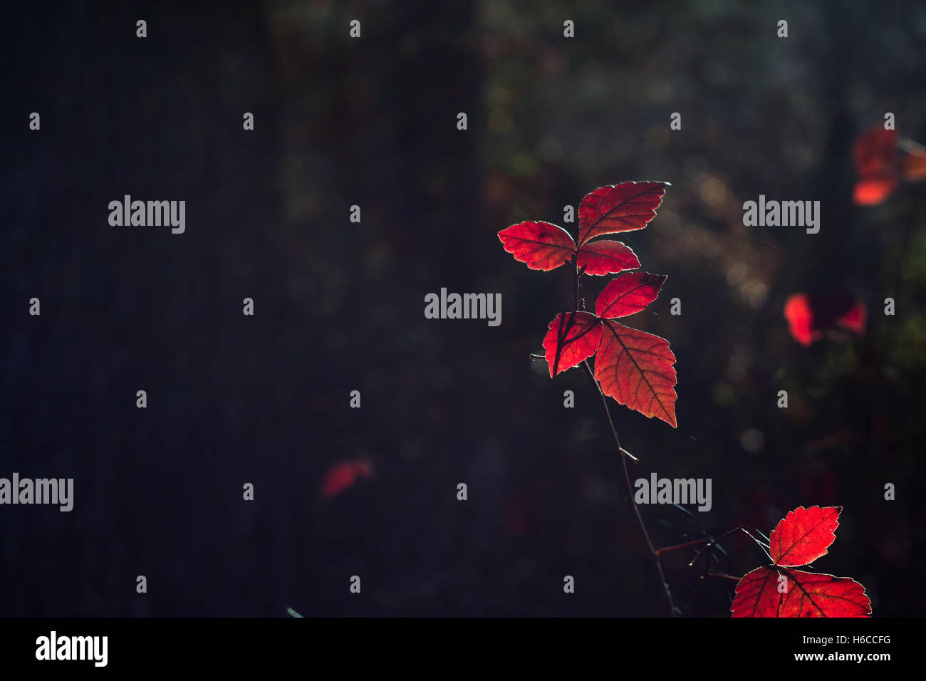 Shadowy background hi-res stock photography and images - Alamy