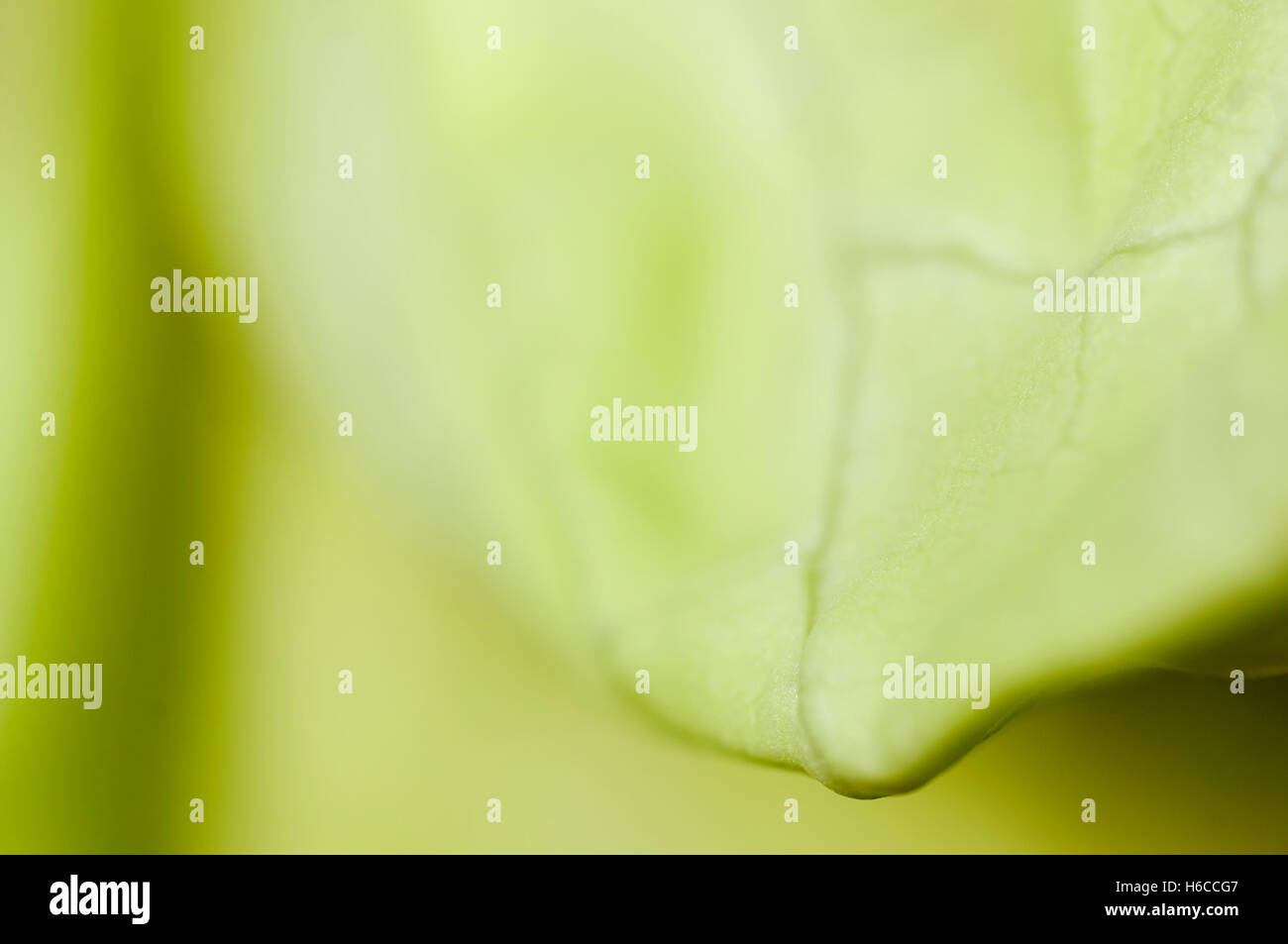 Detail tip leaf lettuce hi-res stock photography and images - Alamy