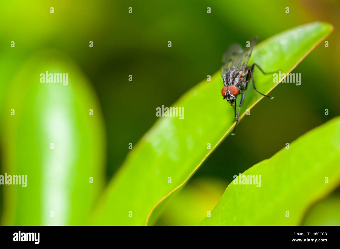 Fly with red eyes and grey body opening its mouth on a green leaf with ...