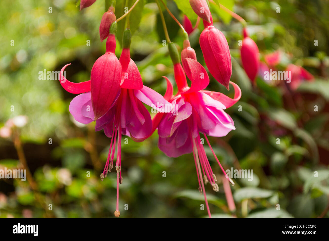 Dangle flowers store