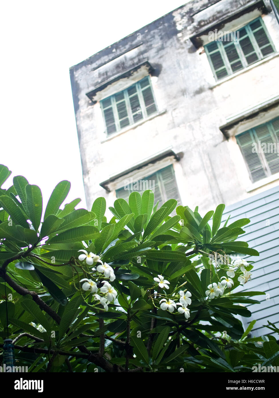 Old frangipani hi-res stock photography and images - Alamy