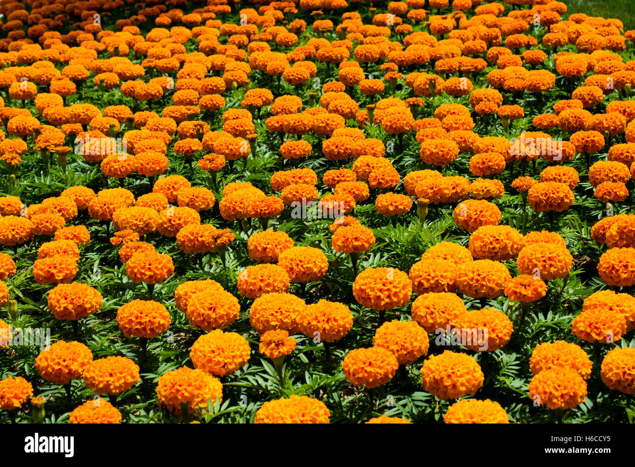 Flower bed as a background with many beautiful colorful flowers Stock ...
