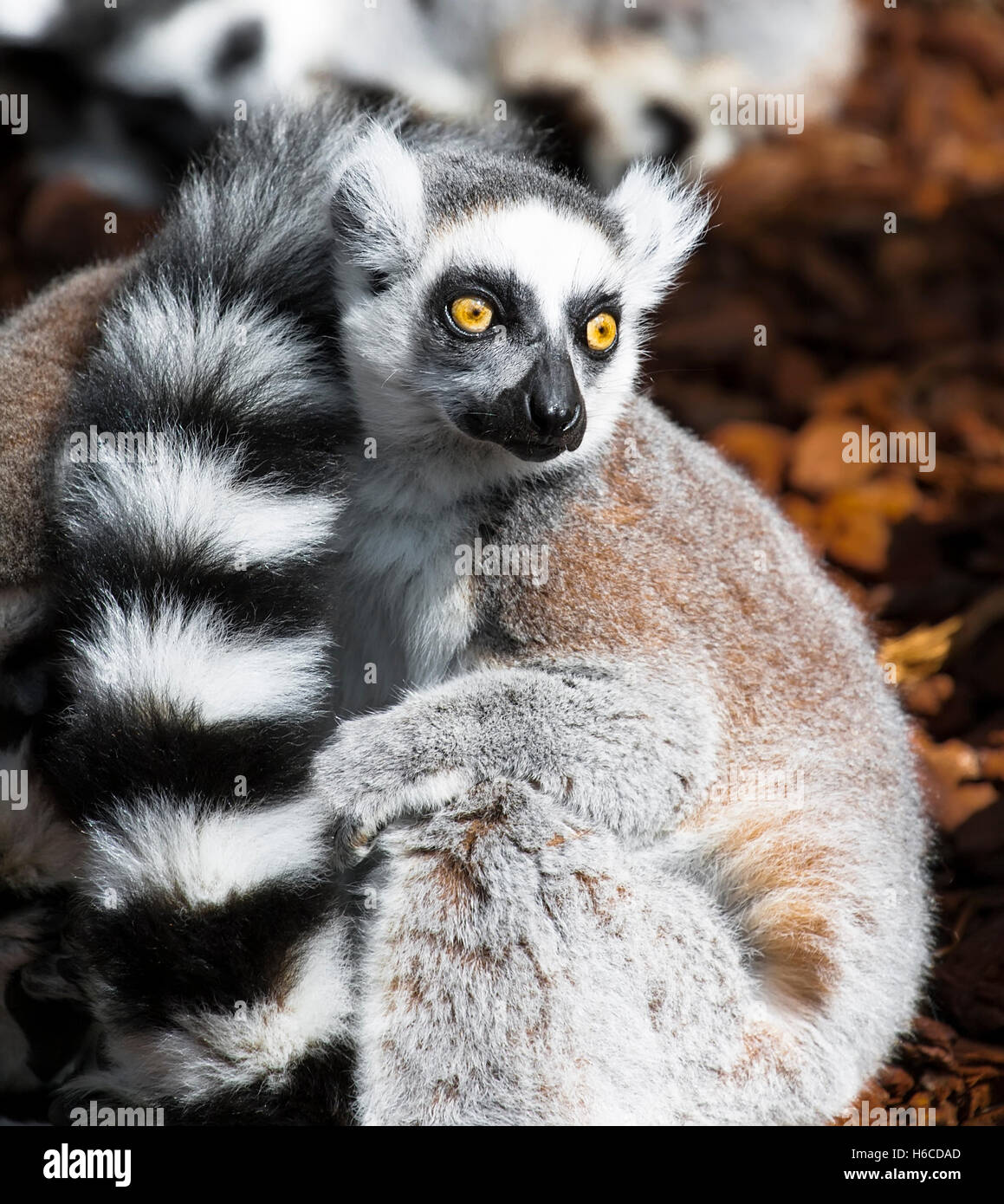 Cute Lemur Eyes
