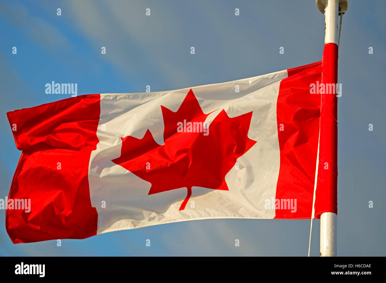 Maple Leaf Canadian Flag Hi res Stock Photography And Images Alamy Maple Leaf Canadian Flag Hi res Stock Photography And Images Alamy