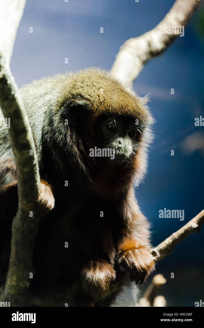 Sad monkey hi-res stock photography and images - Alamy