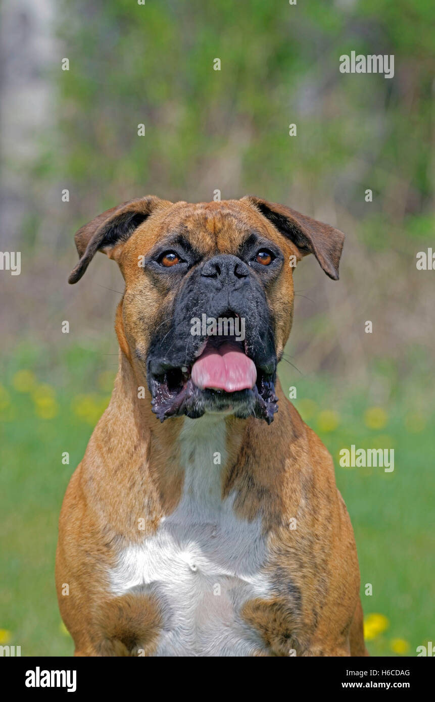 Breed german boxer hi-res stock photography and images - Alamy