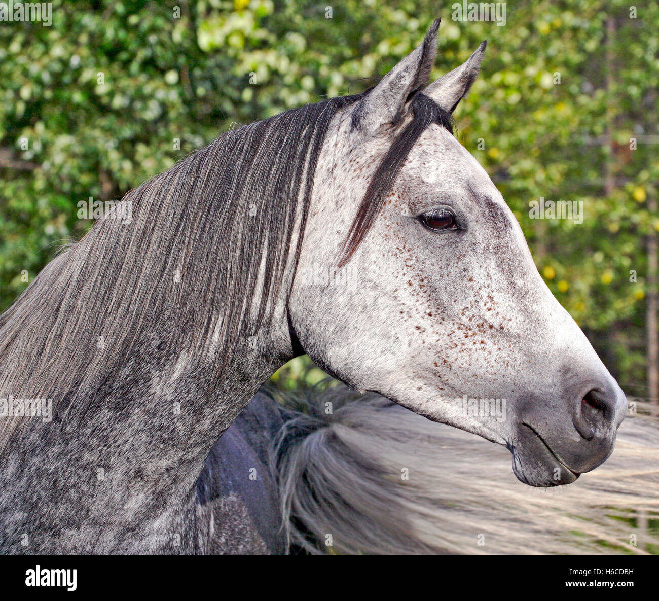 Purebred arabian horse hi-res stock photography and images - Alamy