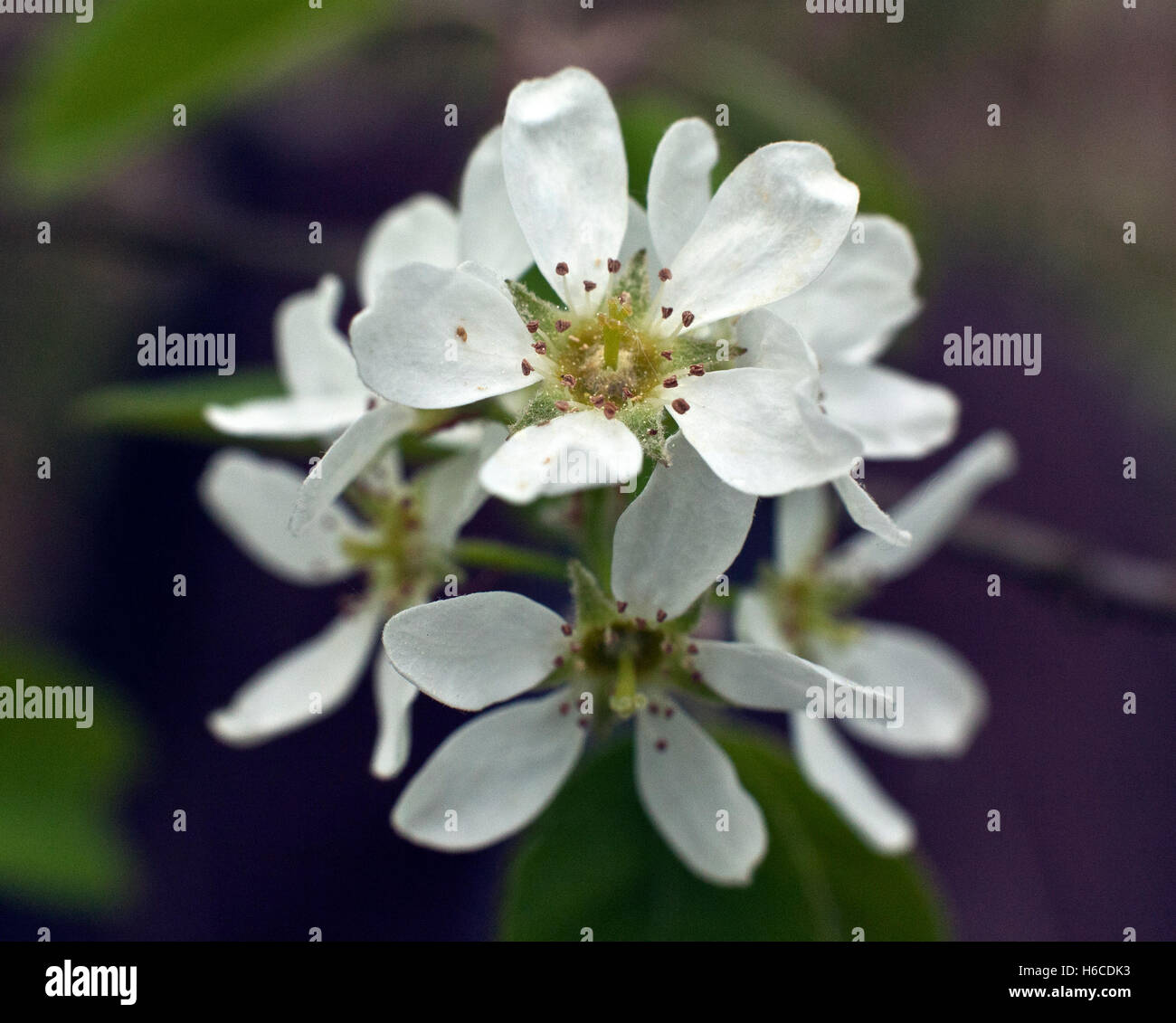 Amelanchier spicata, the low juneberry, thicket shadbush, dwarf ...
