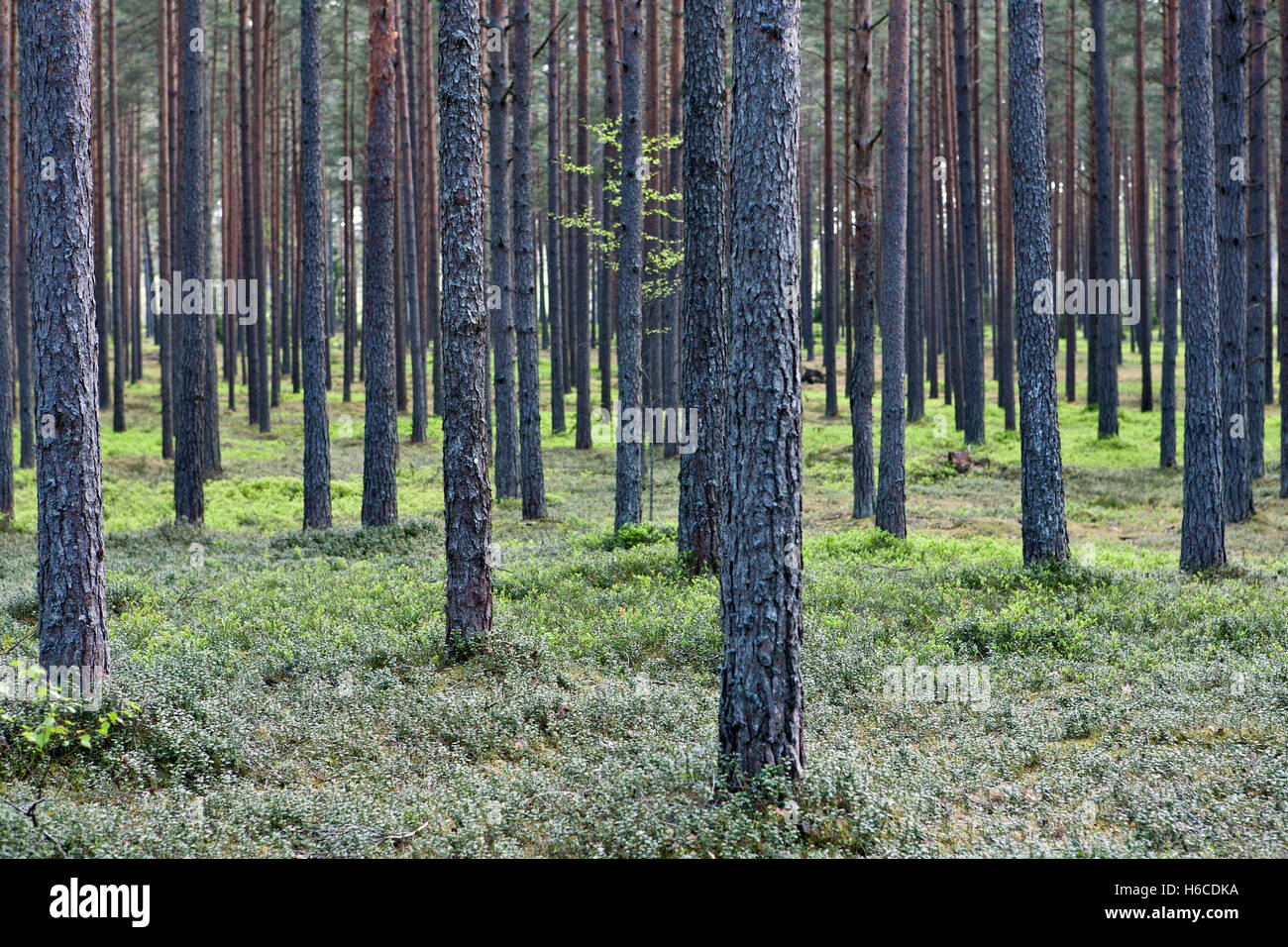 Pine tree forest in Kemeru National Park Latvia Stock Photo - Alamy