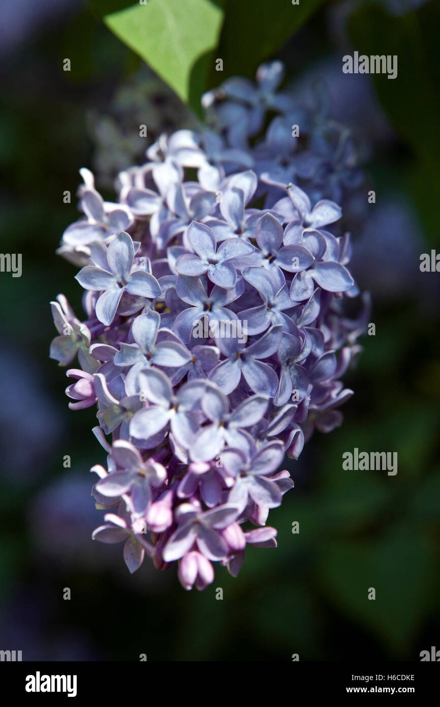 Syringa vulgaris flowering shrubs fragrant hi-res stock photography and ...
