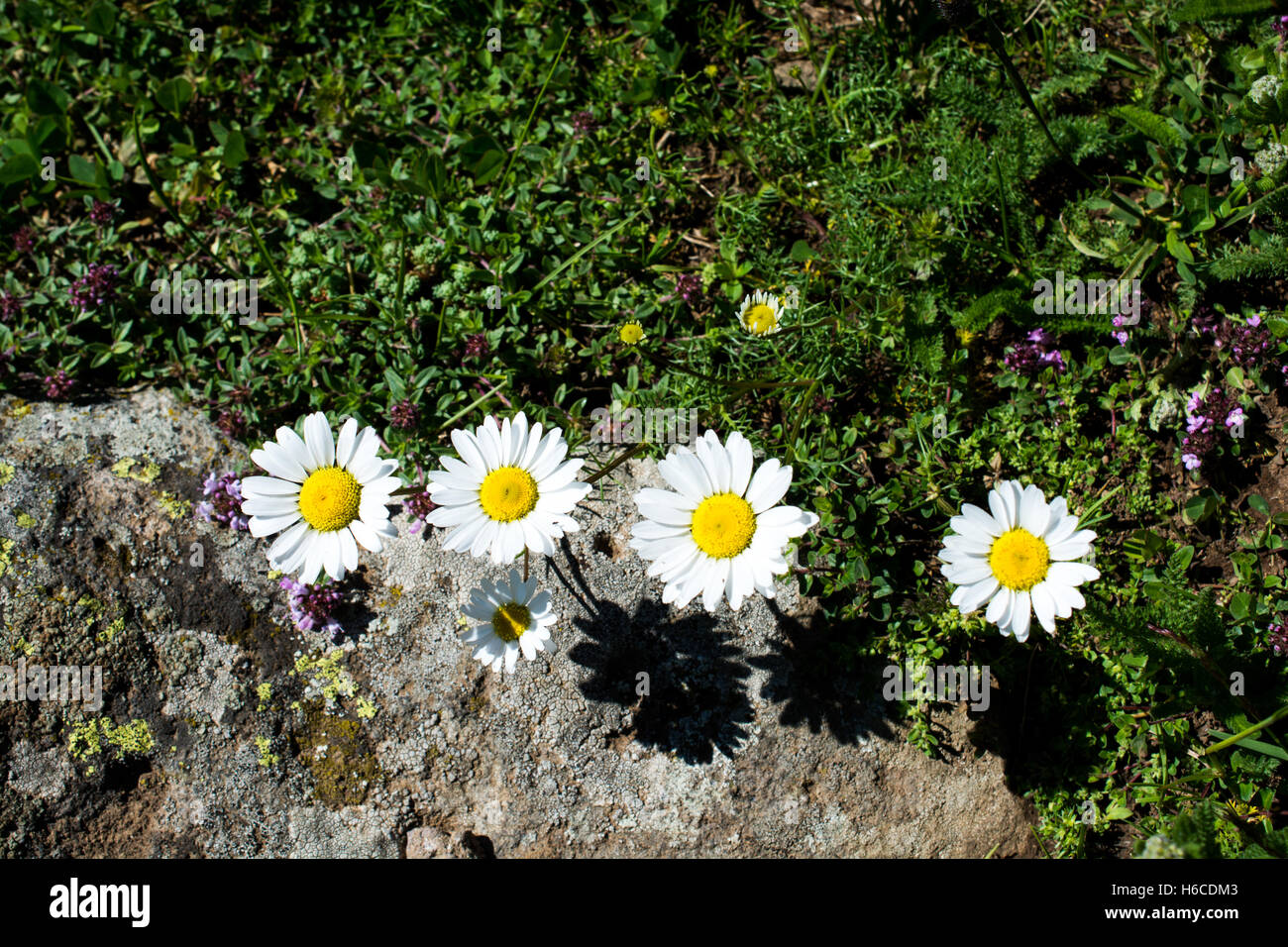 Beautiful daisy flowers in nature background Stock Photo - Alamy