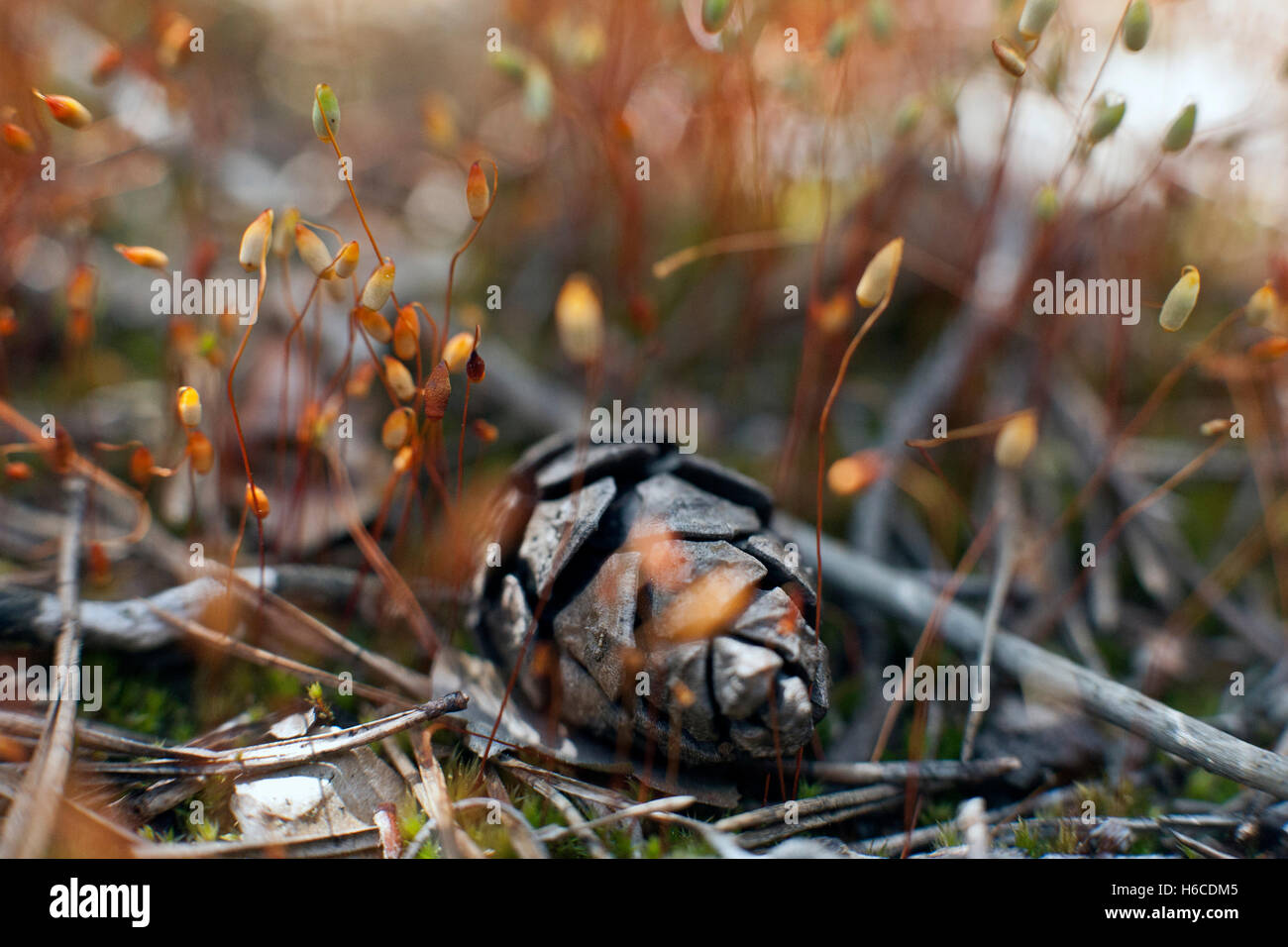 Hair cup moss hi-res stock photography and images - Alamy