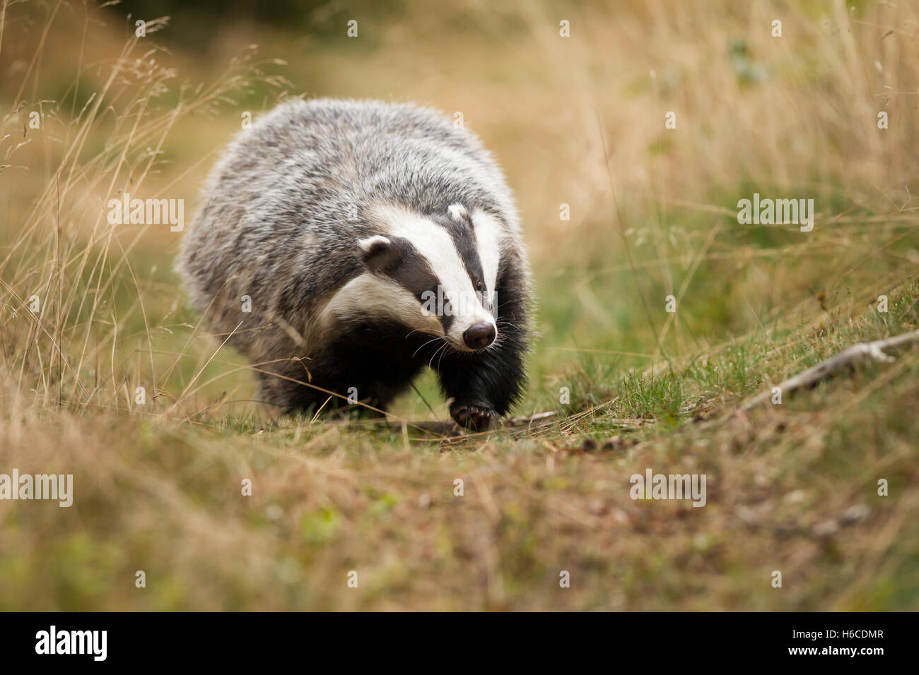 Meles meles hi-res stock photography and images - Alamy