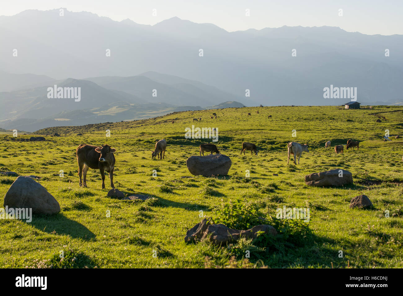 Highland cow evening sun hi-res stock photography and images - Alamy