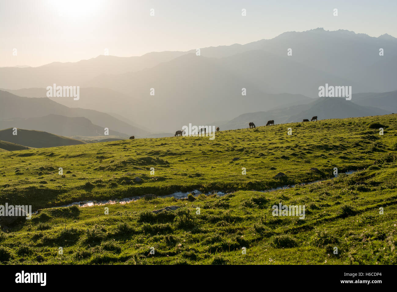 Highland cow evening sun hi-res stock photography and images - Alamy