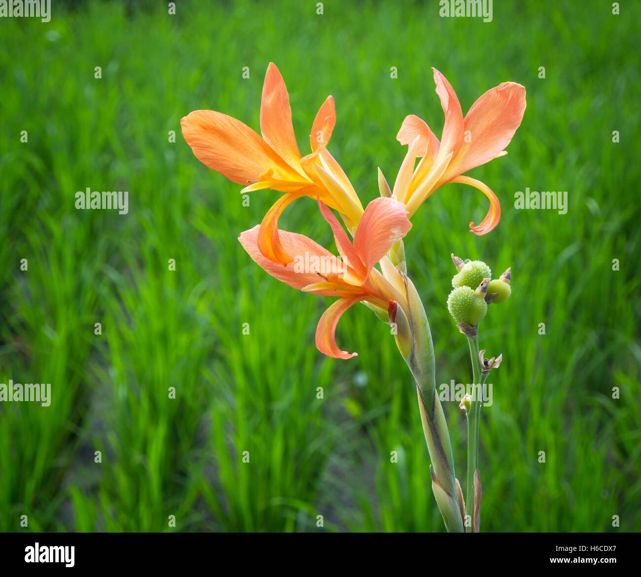 Rice flower hi-res stock photography and images - Alamy