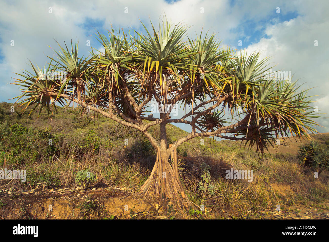 Pandanus Tectorius High Resolution Stock Photography and Images - Alamy