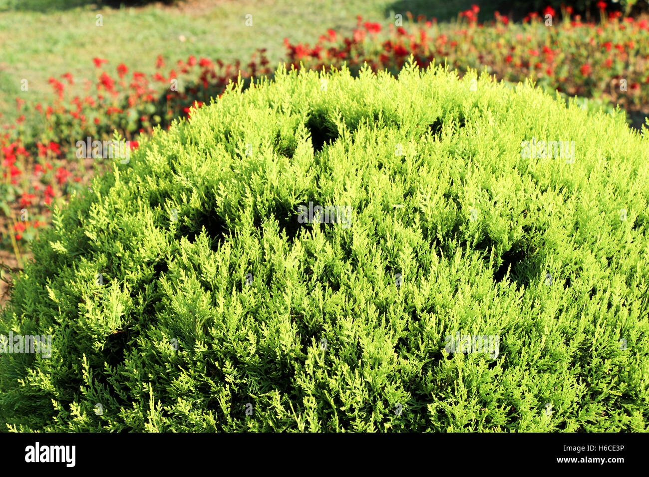 Green leaves of the spring season Stock Photo - Alamy
