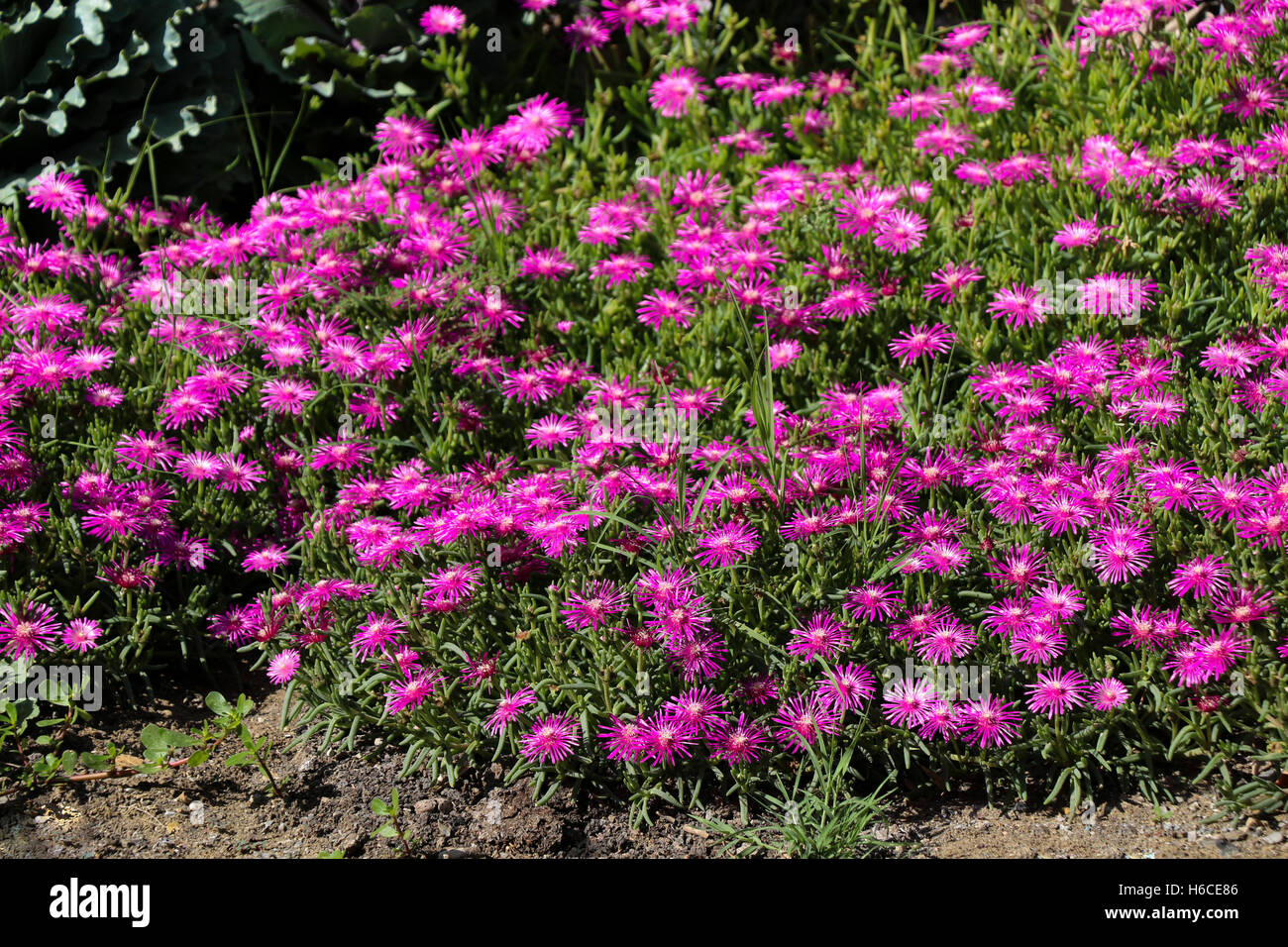 Beautiful Seaside Daisy flowers in nature background Stock Photo - Alamy