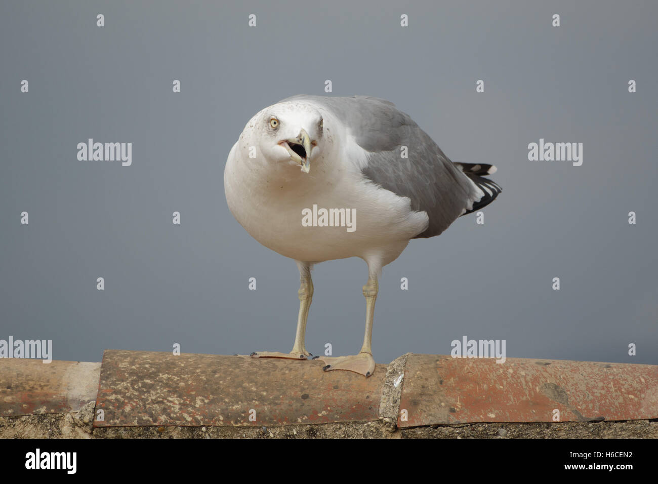 Fat seagull hi-res stock photography and images - Alamy