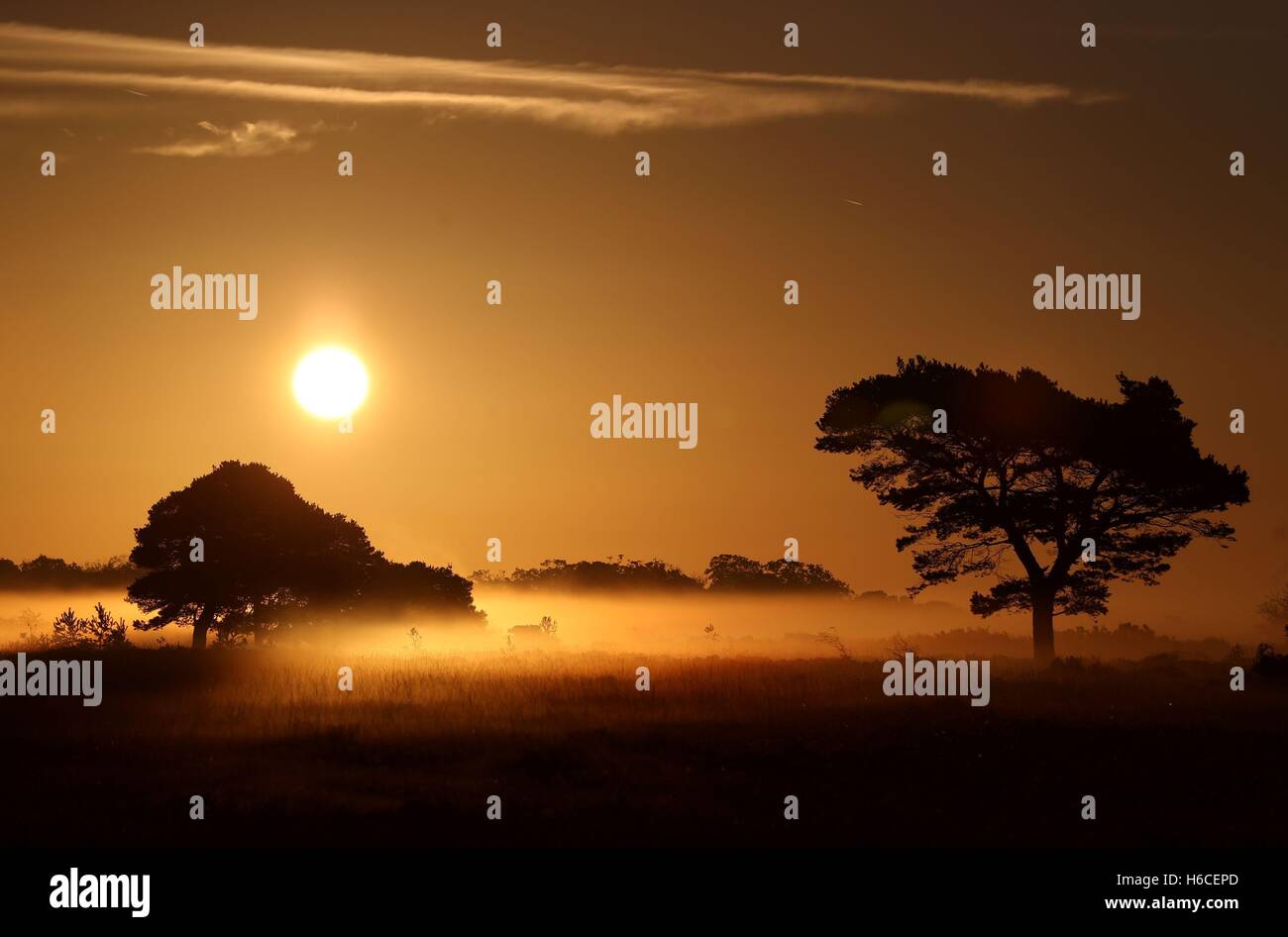 The sun rises over the new forest in hampshire hi-res stock photography ...