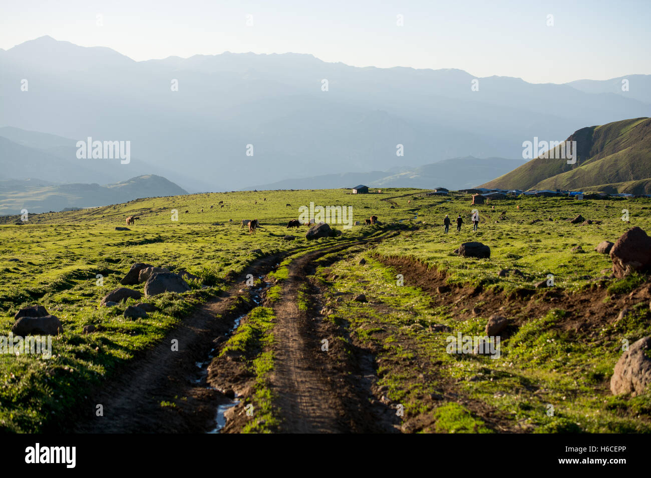 Highland cow evening sun hi-res stock photography and images - Alamy