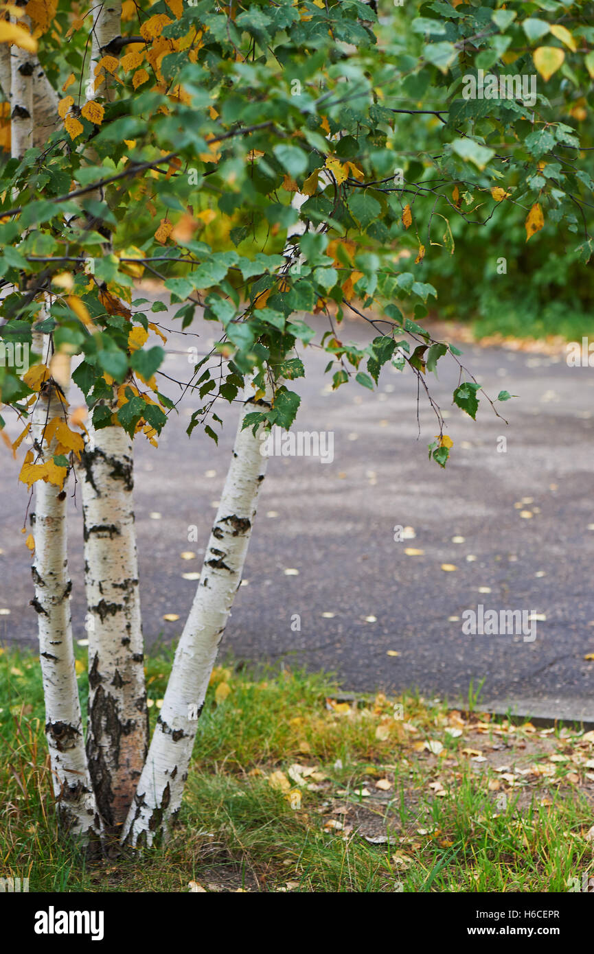 Young Russian birches in the autumn. Wood Stock Photo - Alamy
