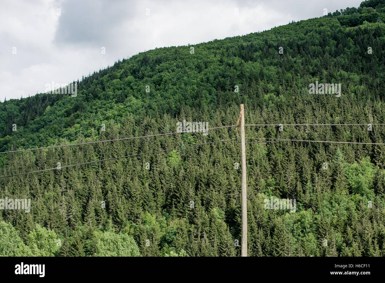 Landscape with trees of highland forest Stock Photo - Alamy