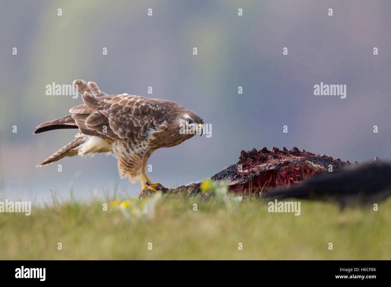 Maeusebussard, Buteo buteo, Common Buzzard Stock Photo - Alamy