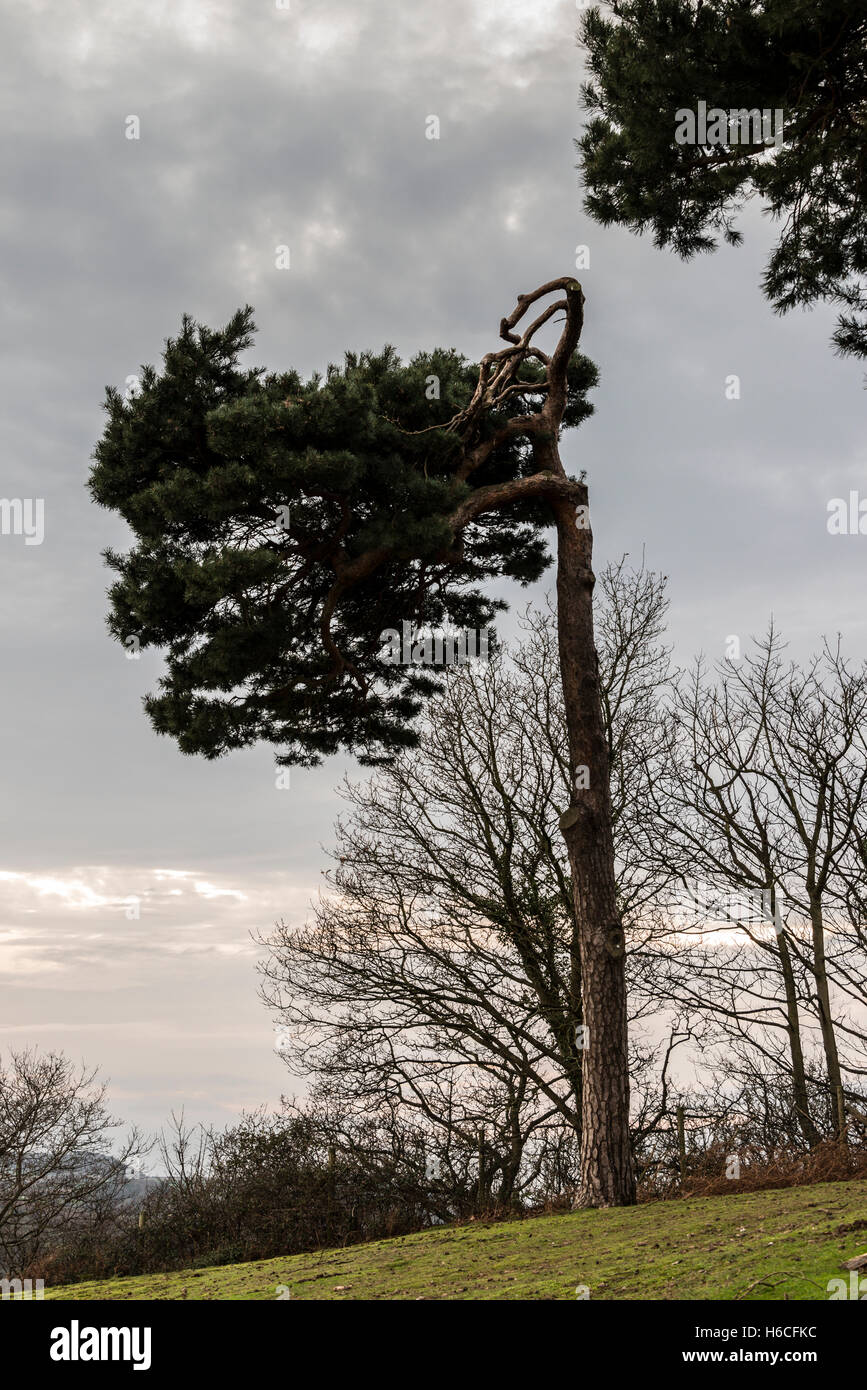 A tree in the outer bailey of Beeston Castle, Cheshire Stock Photo - Alamy