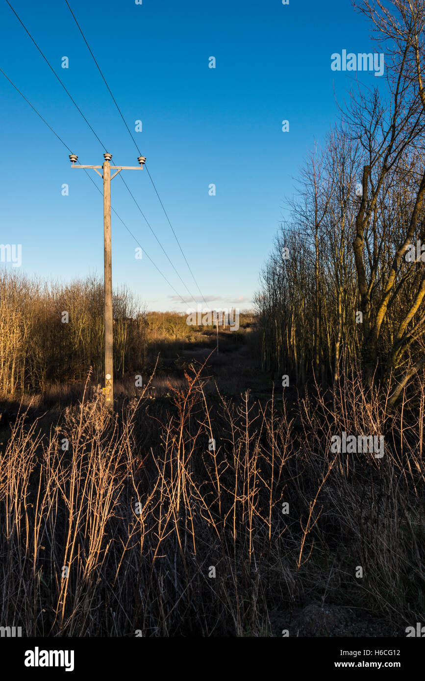 Telephone wires cutting through woodland Stock Photo - Alamy