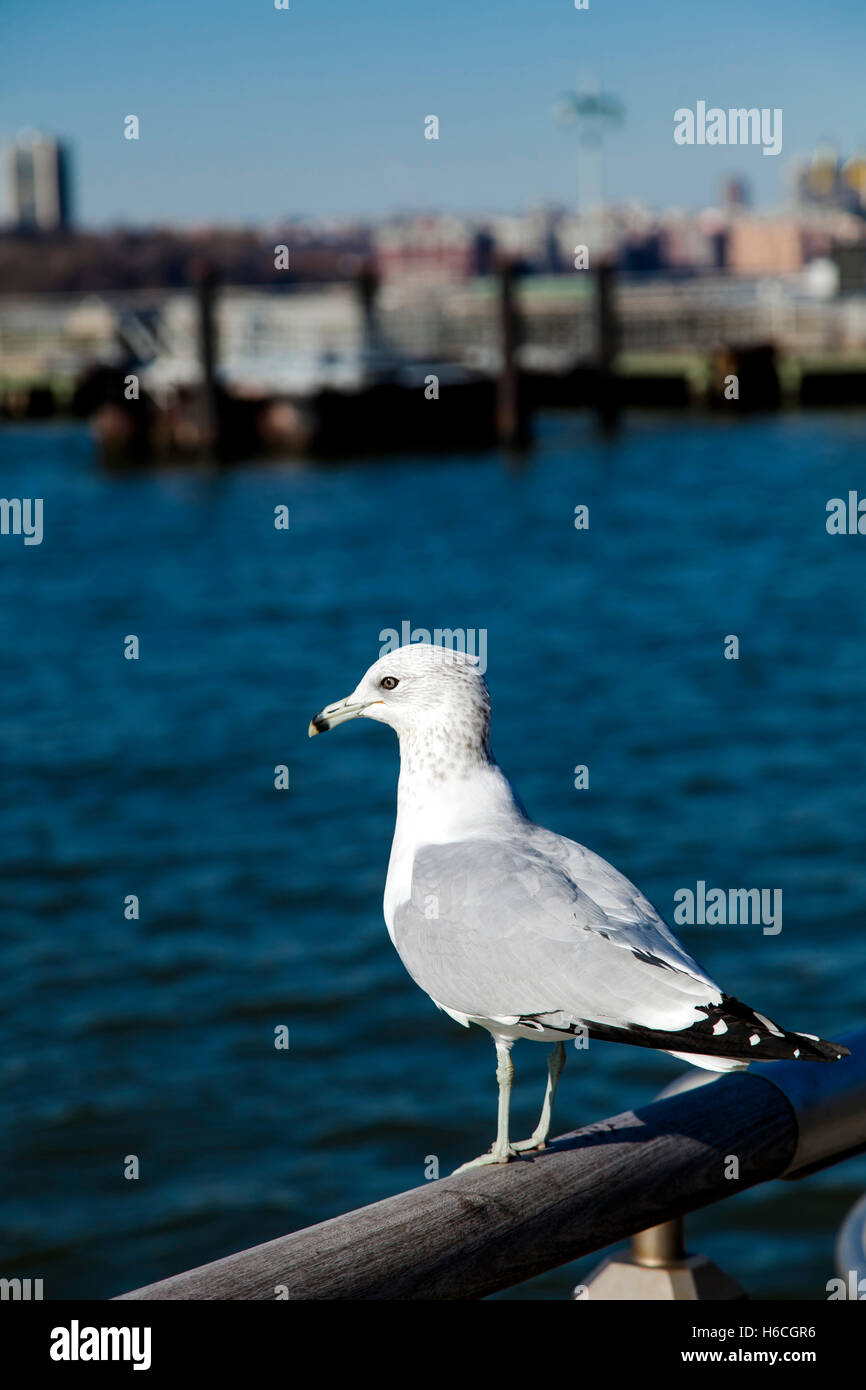 Seagull sitting on a railing by the Hudson River, New-Jersey in the ...