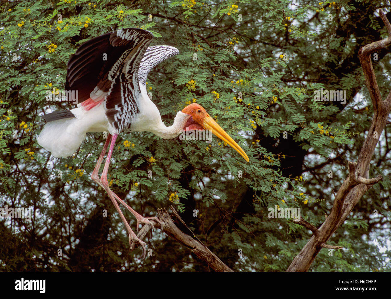 male Painted Stork showing breeding plumage,Mycteria leucocephala ...