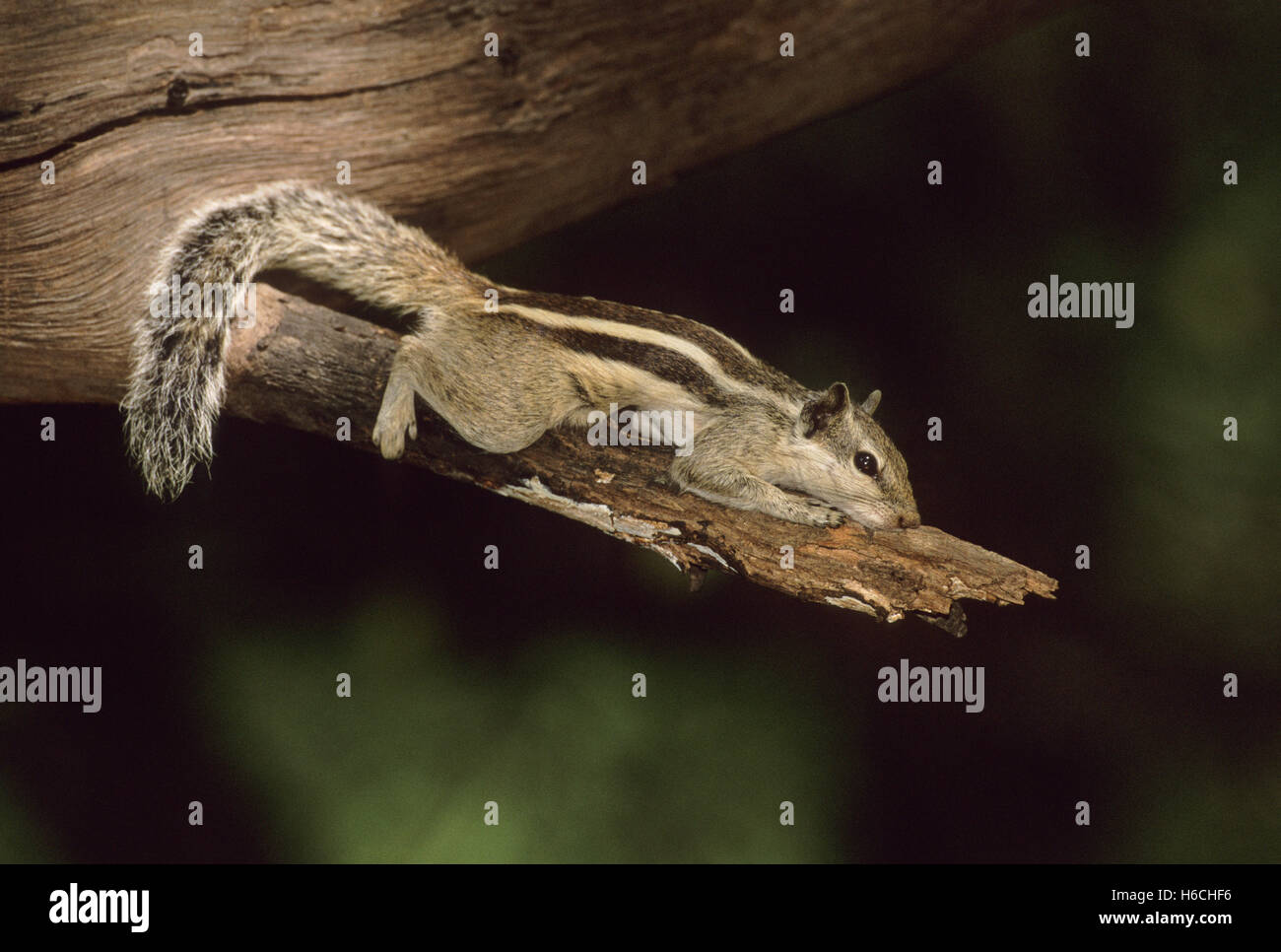 North Indian Palm Squirrel or Three-Striped Palm Squirrel,(Funambulus ...