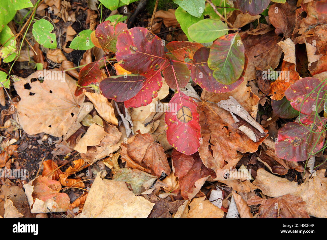an Autumn leaf showing a natural Peace symbol Stock Photo - Alamy