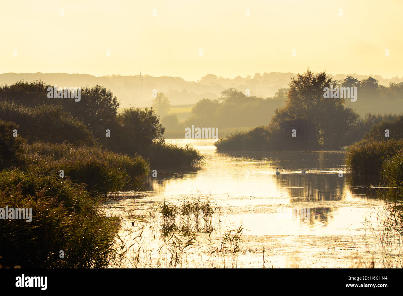 Noah's lake at Shapwick Heath National Nature Reserve. Swans on lake at ...