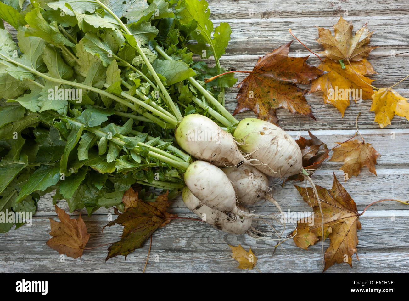 Overview of chinese radishes Stock Photo - Alamy