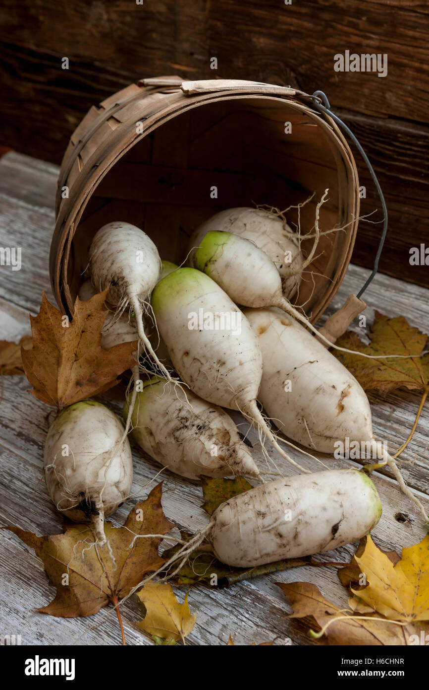 Close up of chinese radishes in basket Stock Photo - Alamy