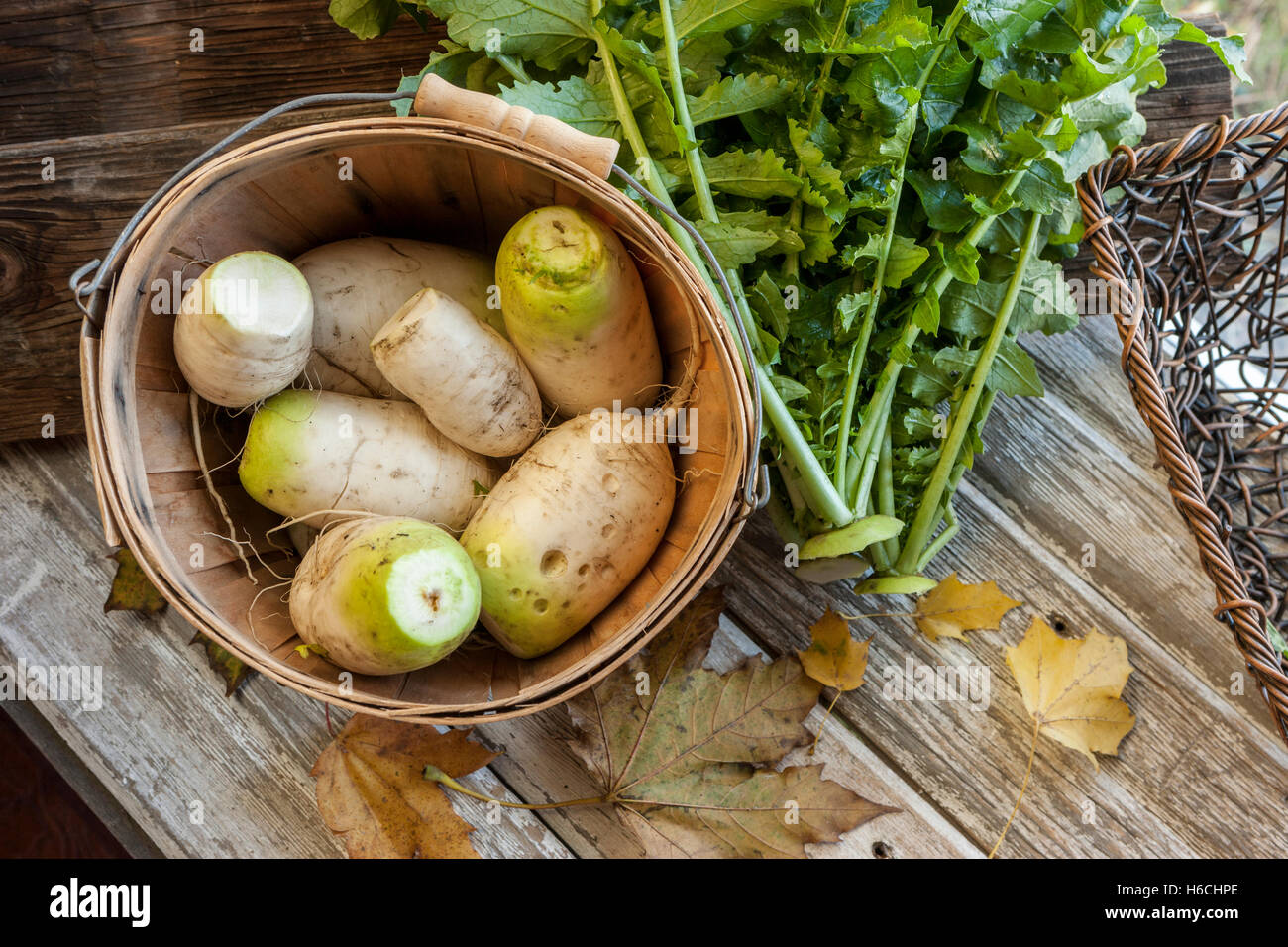 Radishes inside a bucket Stock Photo - Alamy