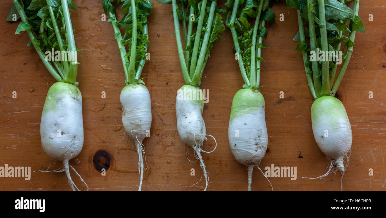 Large Radishes High Resolution Stock Photography and Images - Alamy