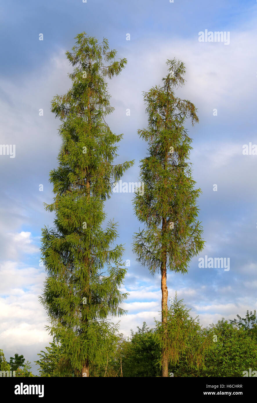 High trees hi-res stock photography and images - Alamy