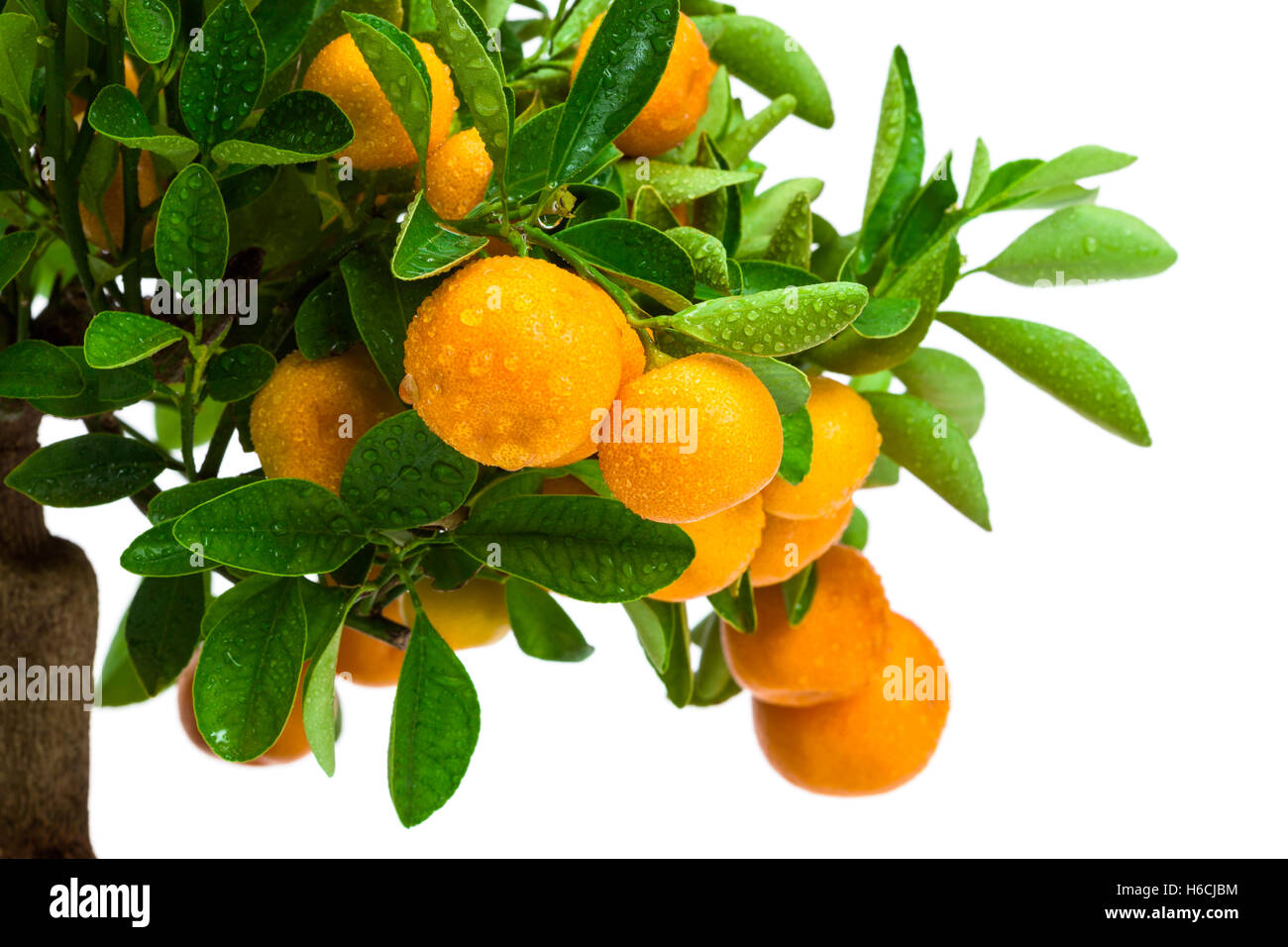beautiful tangerine tree on a white background Stock Photo - Alamy