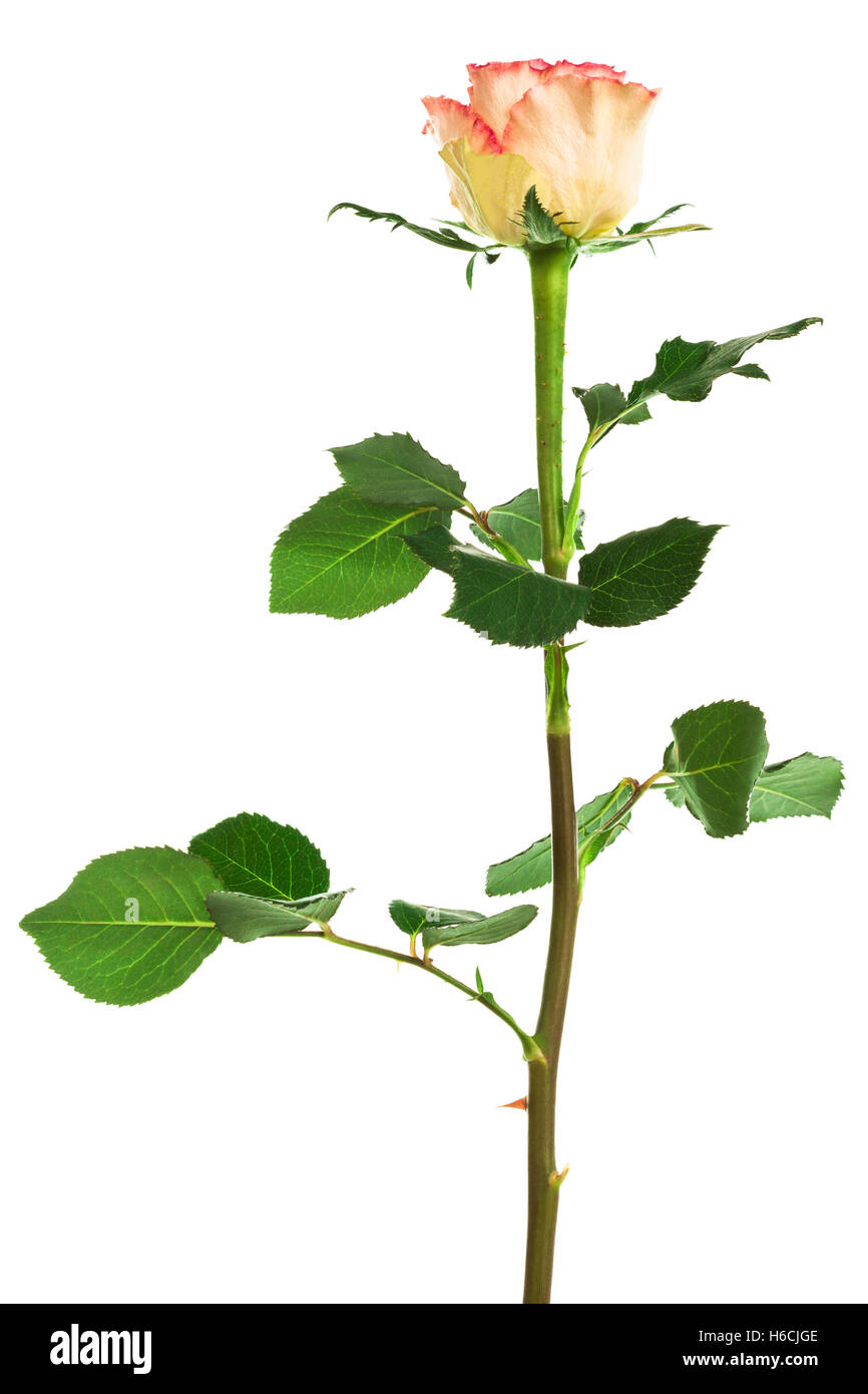 single beautiful rose on a white background Stock Photo - Alamy
