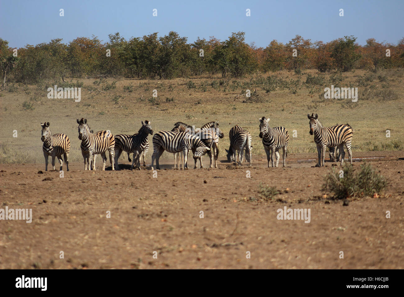 Plains zebra herd drinking water from a water hole in kruger national ...
