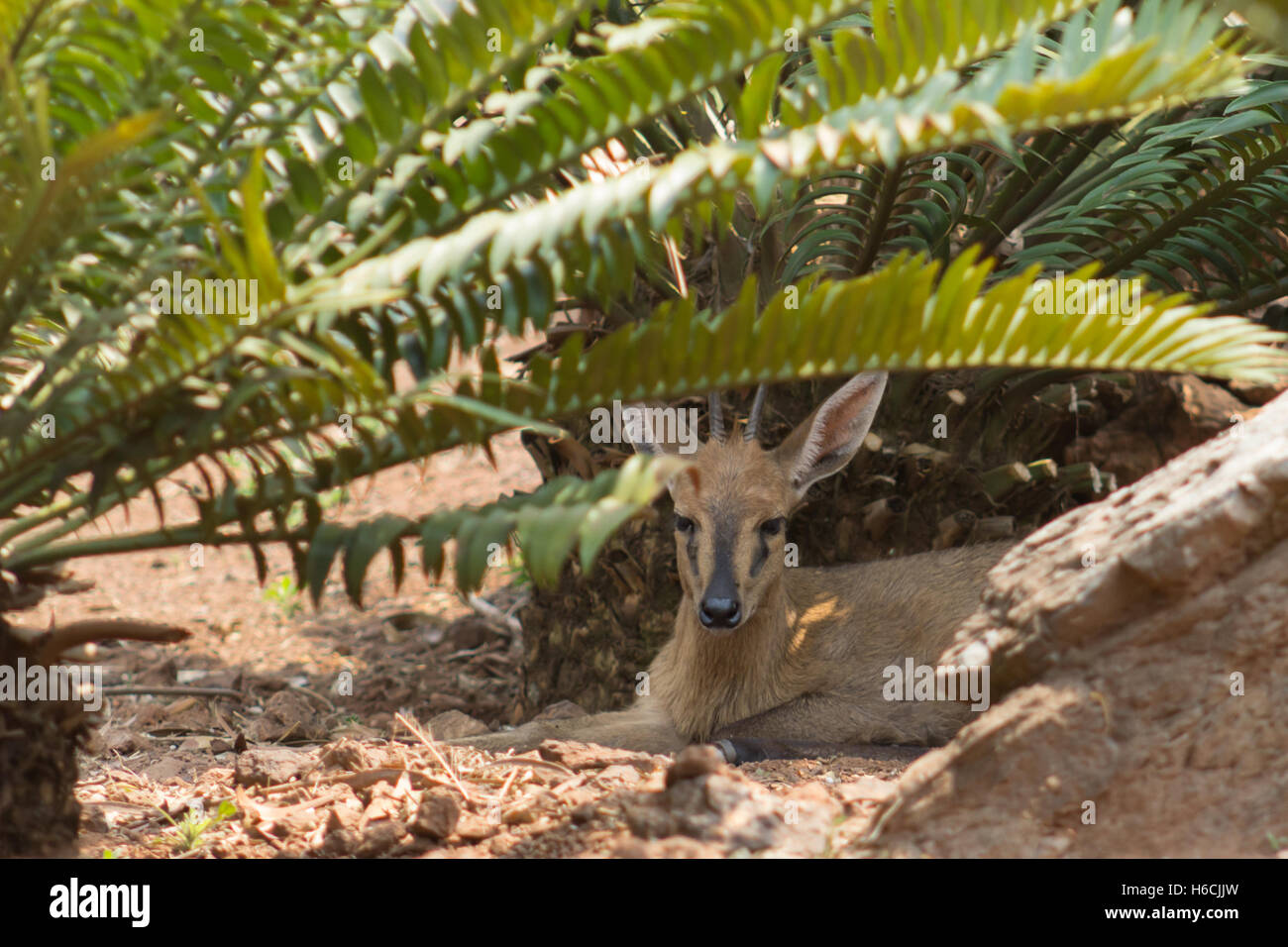 Common duiker (Sylvicapra grimmia) resting in the shade of a cycad tree ...