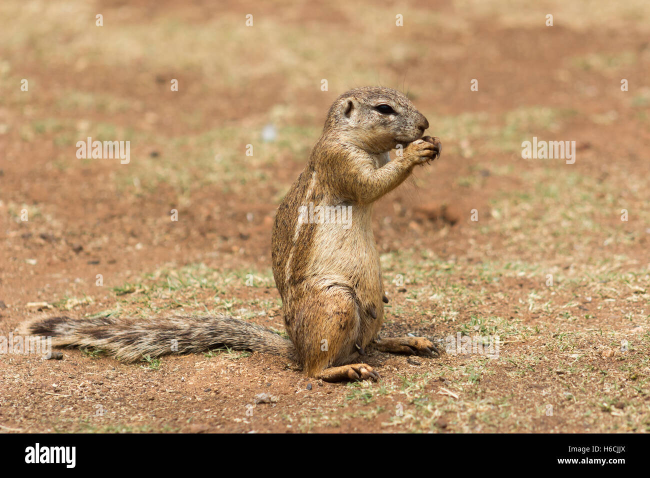 African ground squirrel hi-res stock photography and images - Alamy