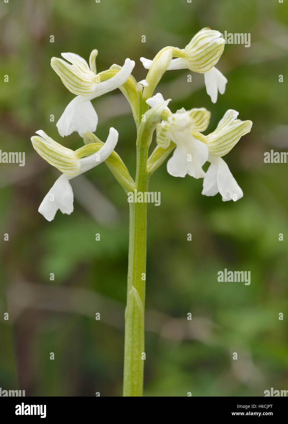 Orchis morio white form hi-res stock photography and images - Alamy